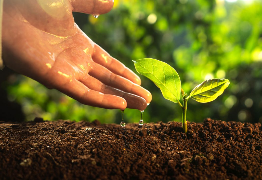 PLANTING TREES & ITS ENVIRONMENTAL BENEFITS & BENEFITS FOR ECOSYSTEM